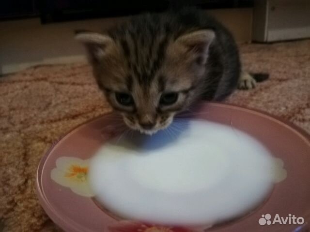 Котята полосатые