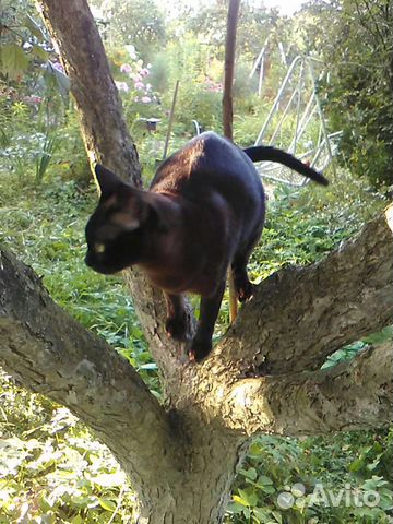 Продаются котята европейской Бурмы