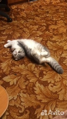 Ищем кота для вязки