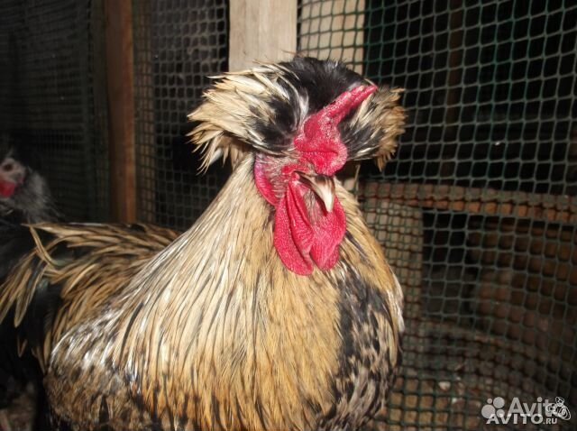 Инкубационные яйца, цыплята, молодые петухи