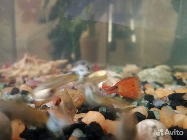 Семья гуппи