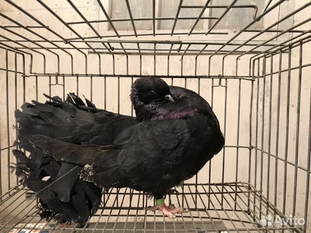 Продам голубя: павлин Европейский