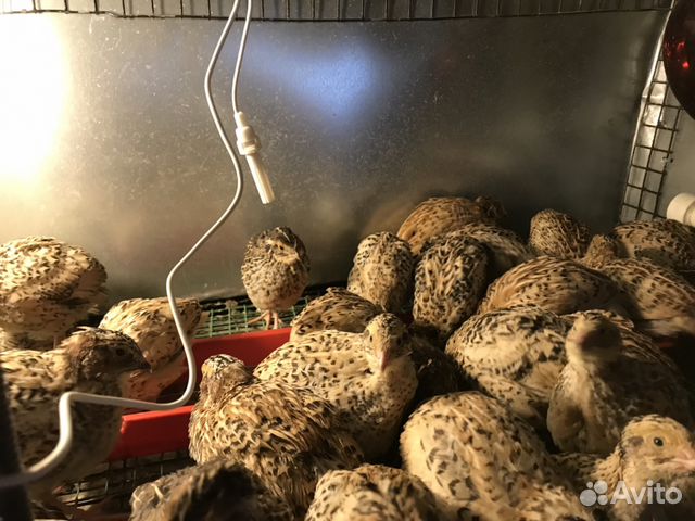 Птенцы перепелов