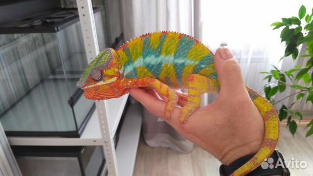 Пантеровые хамелеоны, малыши 1,5 месяца