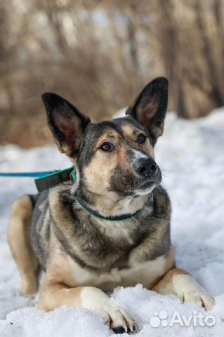 Пёс в добрые руки