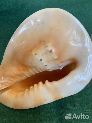 Раковина Тихоокеанская