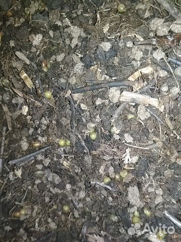 Коконы Дендробена