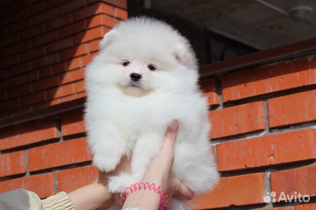 Девочка Шпица Крем(визуально белая) РКФ/клеймо