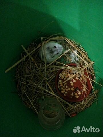 Джунгарик отдам