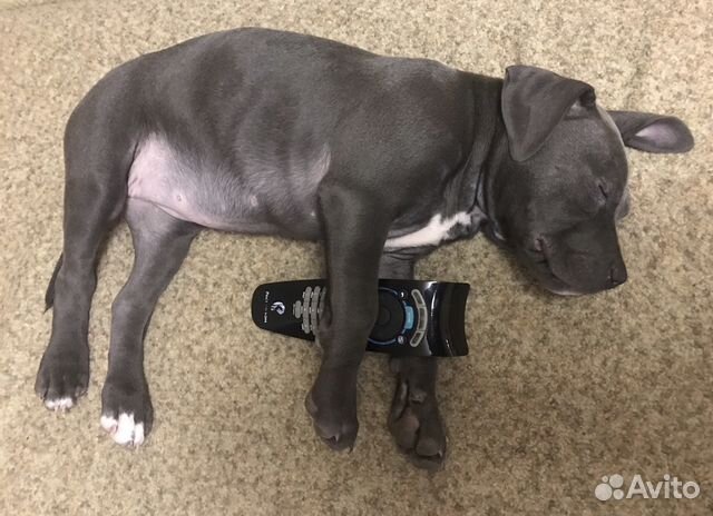 Пит бультерьер