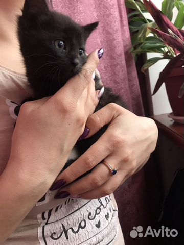 Котёнок девочка