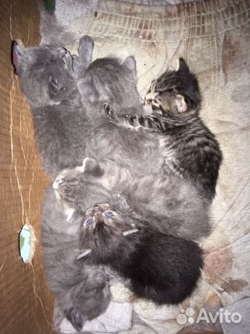 Вислоухие котята