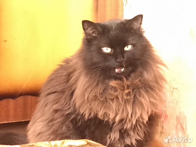 Отдам сибирского кота