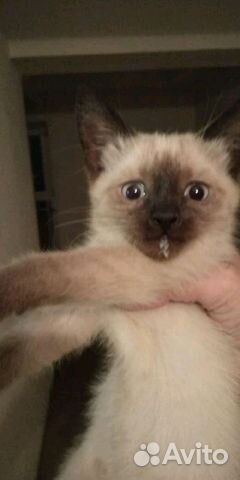 Котята