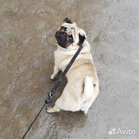 Мопс в хорошие руки