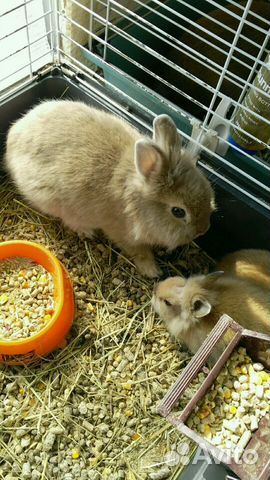 Карликовые крольчата