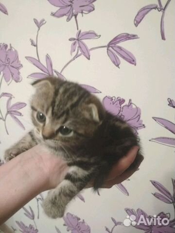 Шотландская