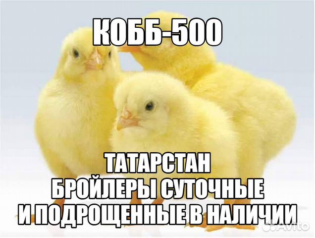 Продаю суточных цыплят