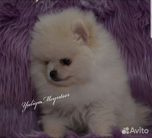 Померанский шпиц мальчик