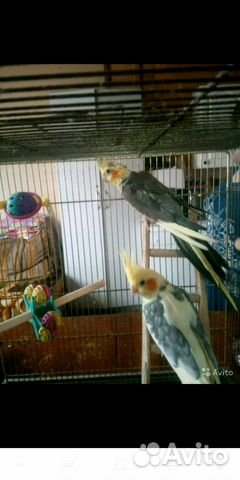 Корэллы Кай и Герда с клеткой