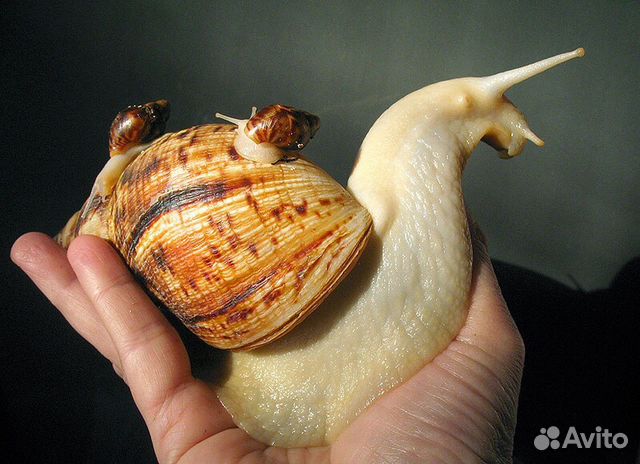 Улитка Ахатина