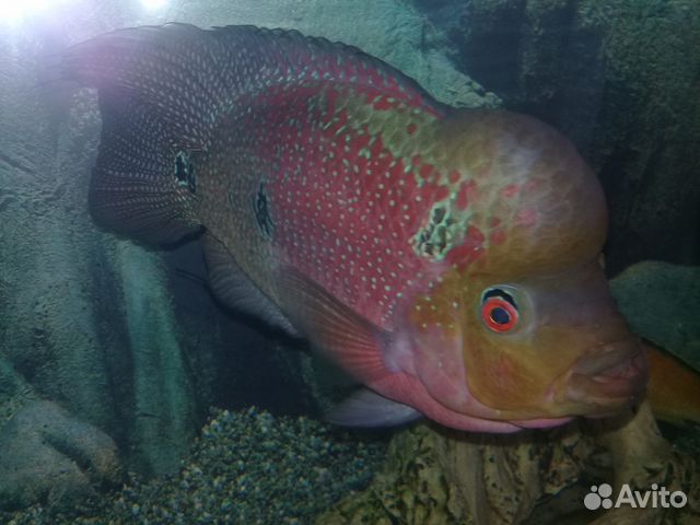 Фловер Хорн