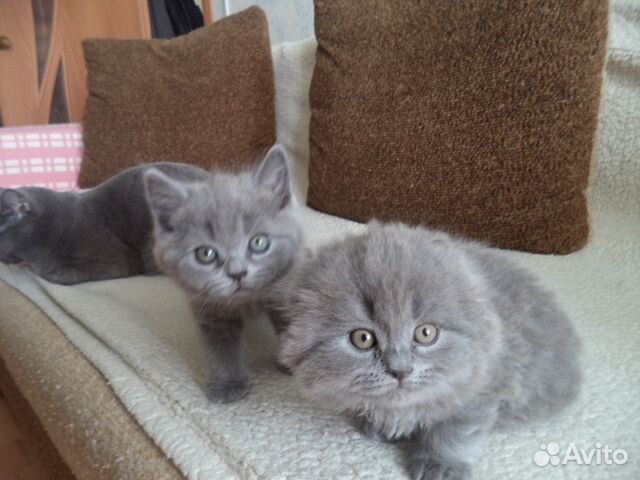 Продаю голубых британских котят