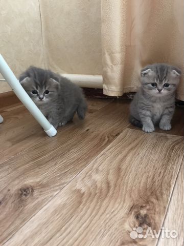 Продаются котята