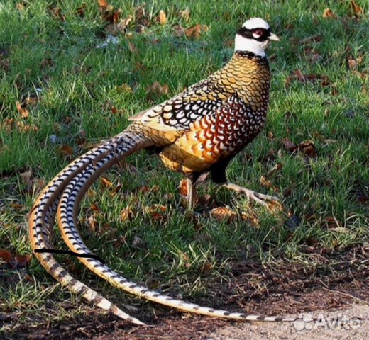 Фазан охотничий Королевский