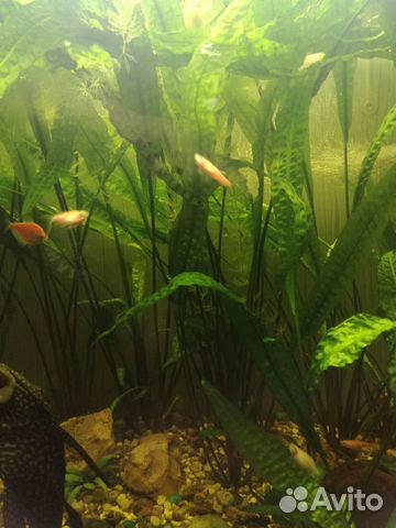 Криптокарина гигантская