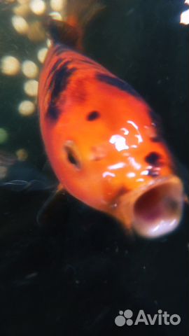 Карпы кои японские