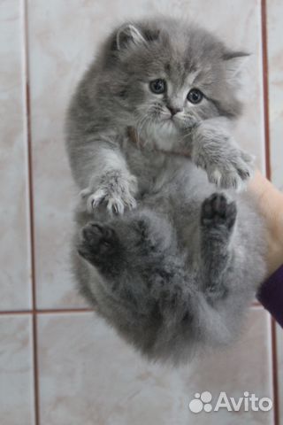 Очаровашка бриташка