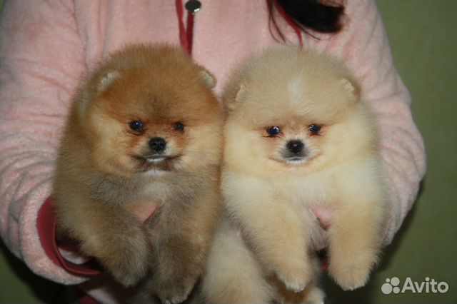 Померанец Вашей мечты. Разные окрасы