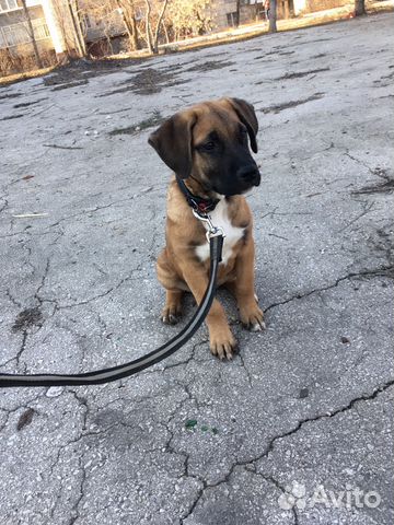 Щенок стаффорд