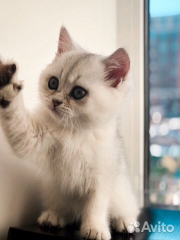 Котята британской тикированной шиншилы