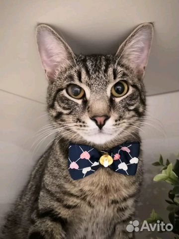 Котенок шпротик 8мес метис кастрат,привит