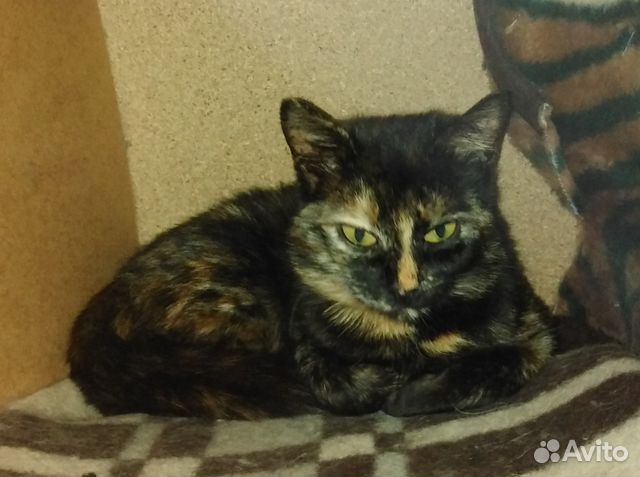 В добрые руки умная девочка