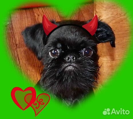 Бельгийский гриффон