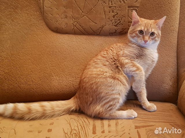Кот Шрэк