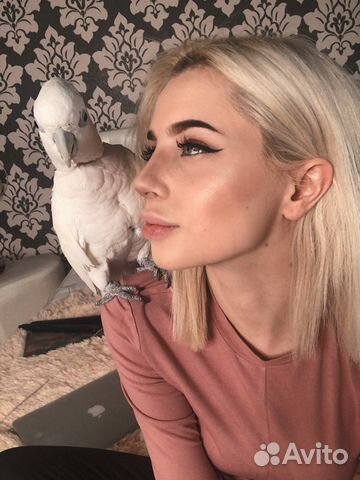 Соломонов какаду