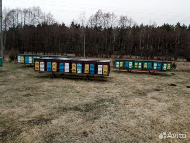 Пчелопакеты