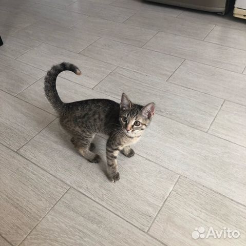 Отдам в хорошие руки