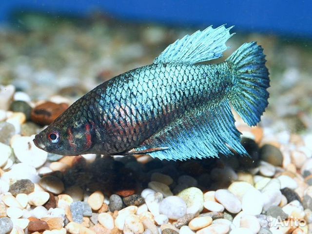 Продам самок петушков