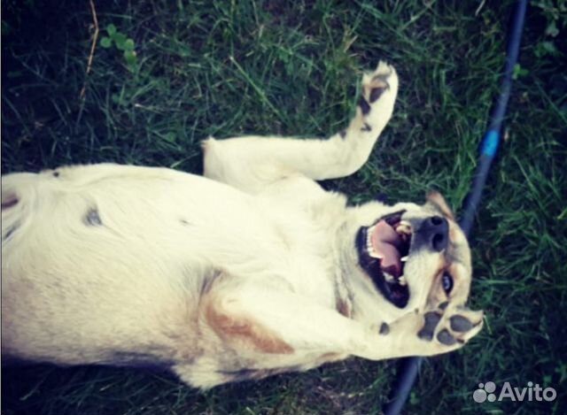 Собака улыбака для семьи