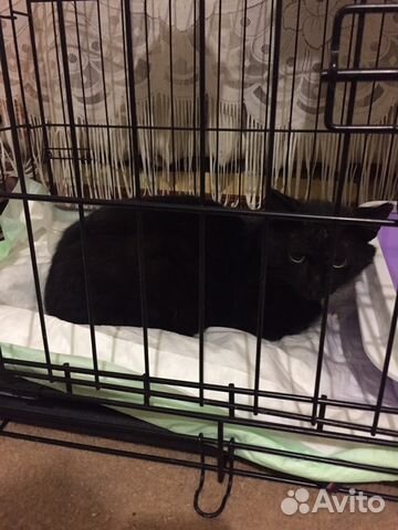 Котик