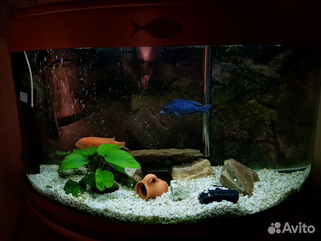 Португалия Aquatlantis на 100L полный комплект