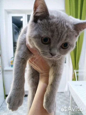 Британская