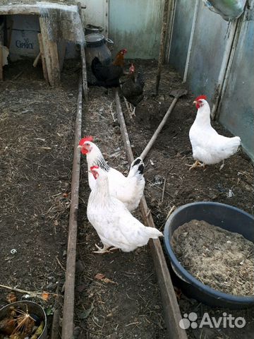 Взрослые куры