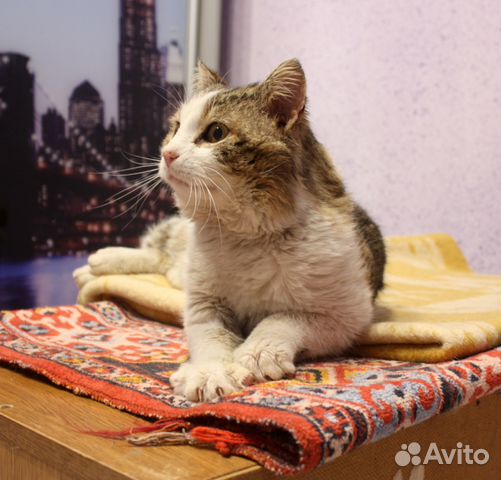 Идеальный котан Тимоха ищет хозяина