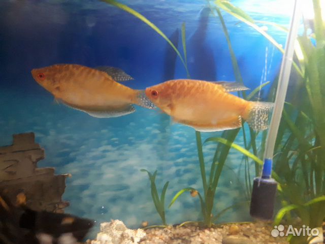 Продам валлеснерию, гурами, декор